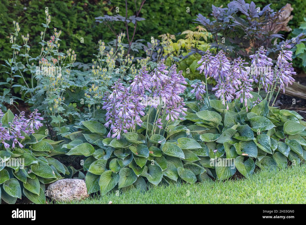 Hosta blau -Fotos und -Bildmaterial in hoher Auflösung – Alamy