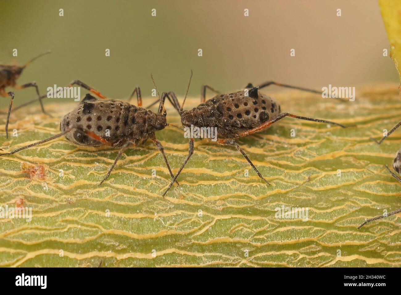 Tuberolachnus salignus -Fotos und -Bildmaterial in hoher Auflösung – Alamy