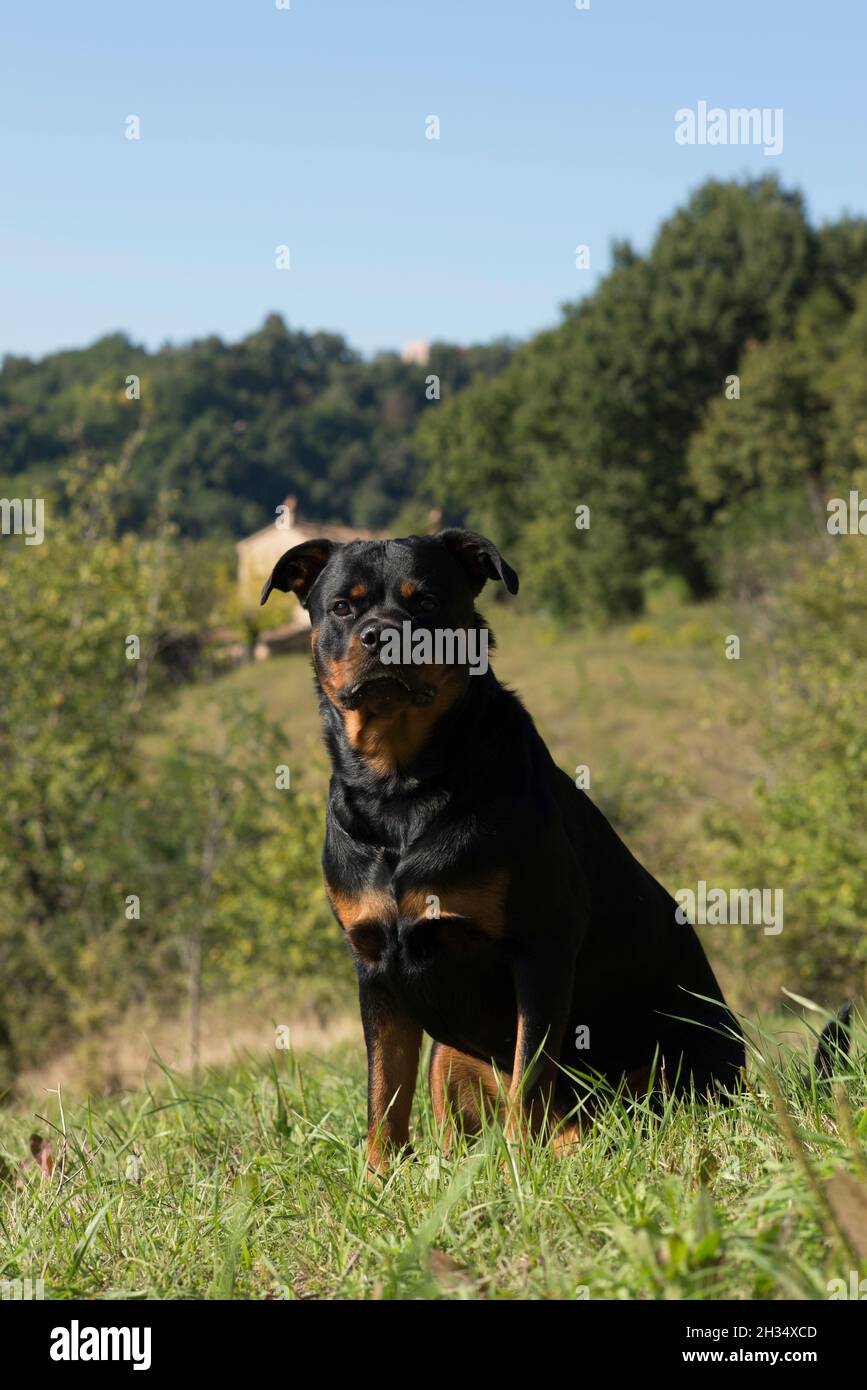 Rottweiler Hund Stockfotos und -bilder Kaufen - Alamy