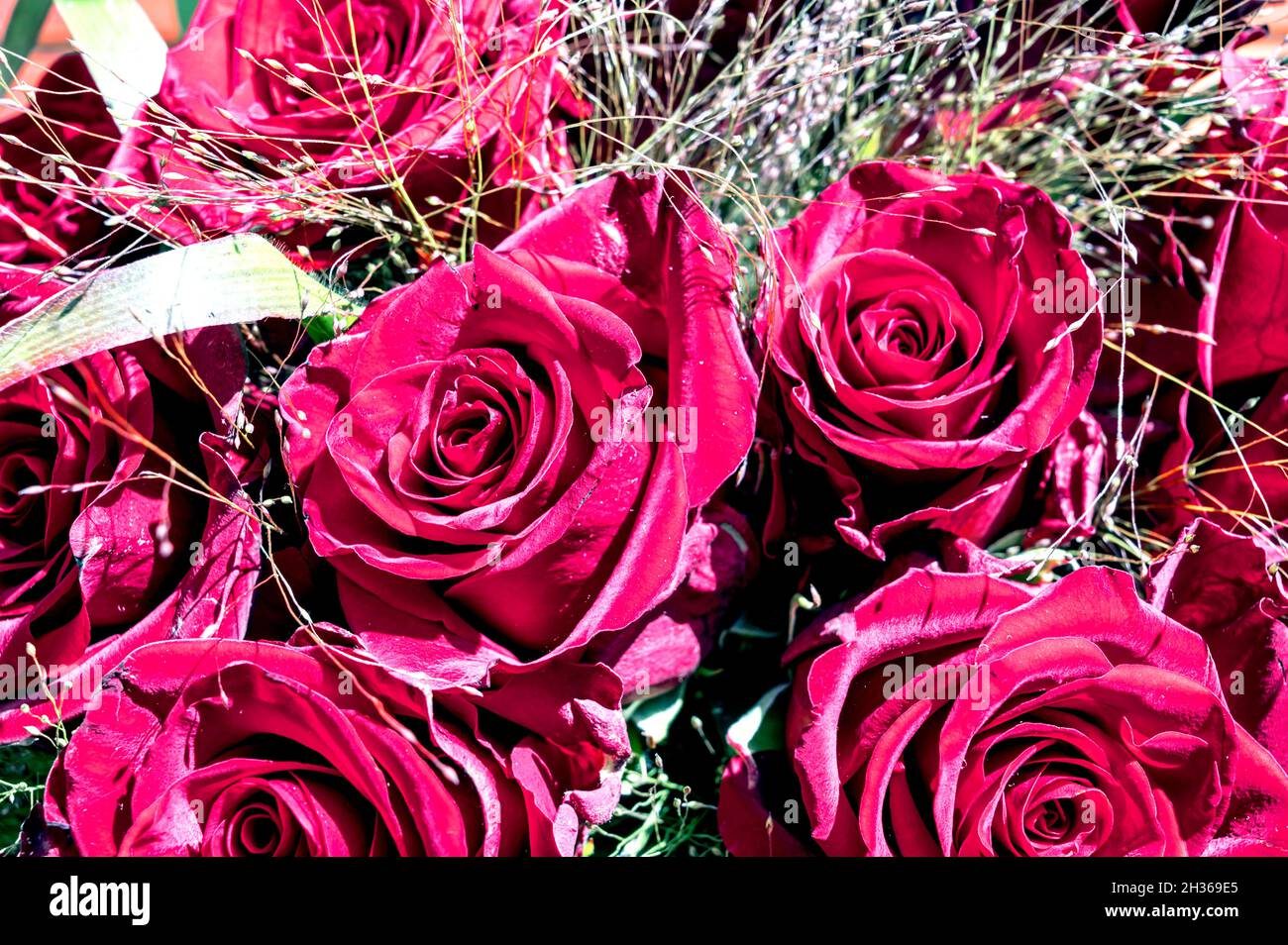 Das sind rote rosen -Fotos und -Bildmaterial in hoher Auflösung - Seite ...
