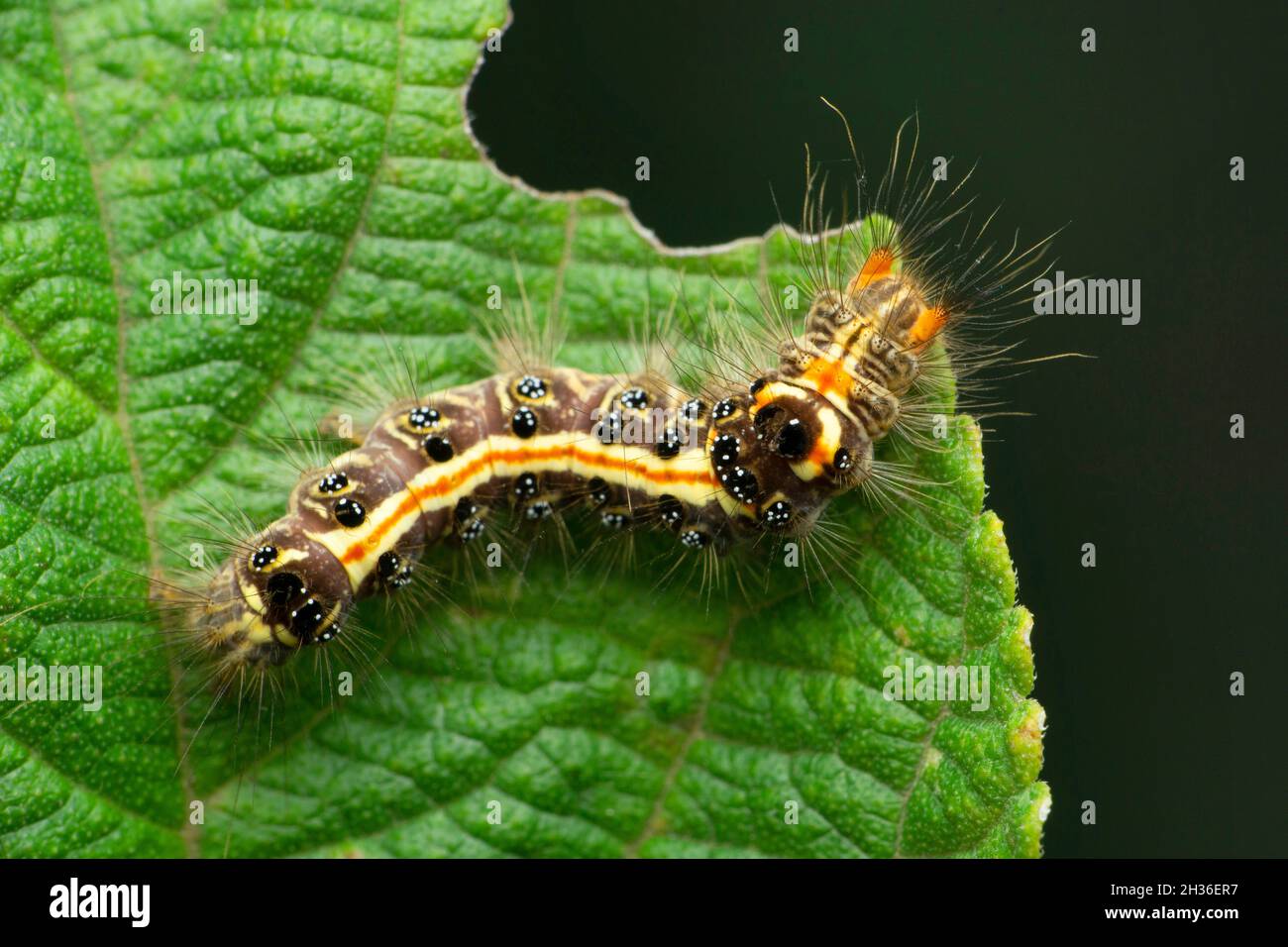 Faden raupe -Fotos und -Bildmaterial in hoher Auflösung – Alamy