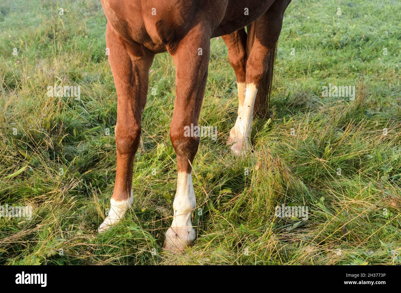 Zwerchfell pferd -Fotos und -Bildmaterial in hoher Auflösung – Alamy