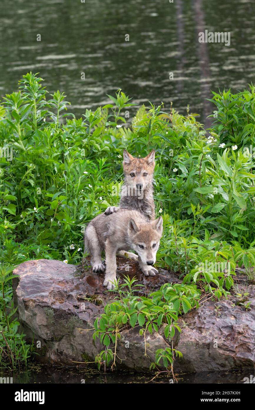 Timberwolf canis lupus paar welpen -Fotos und -Bildmaterial in hoher ...