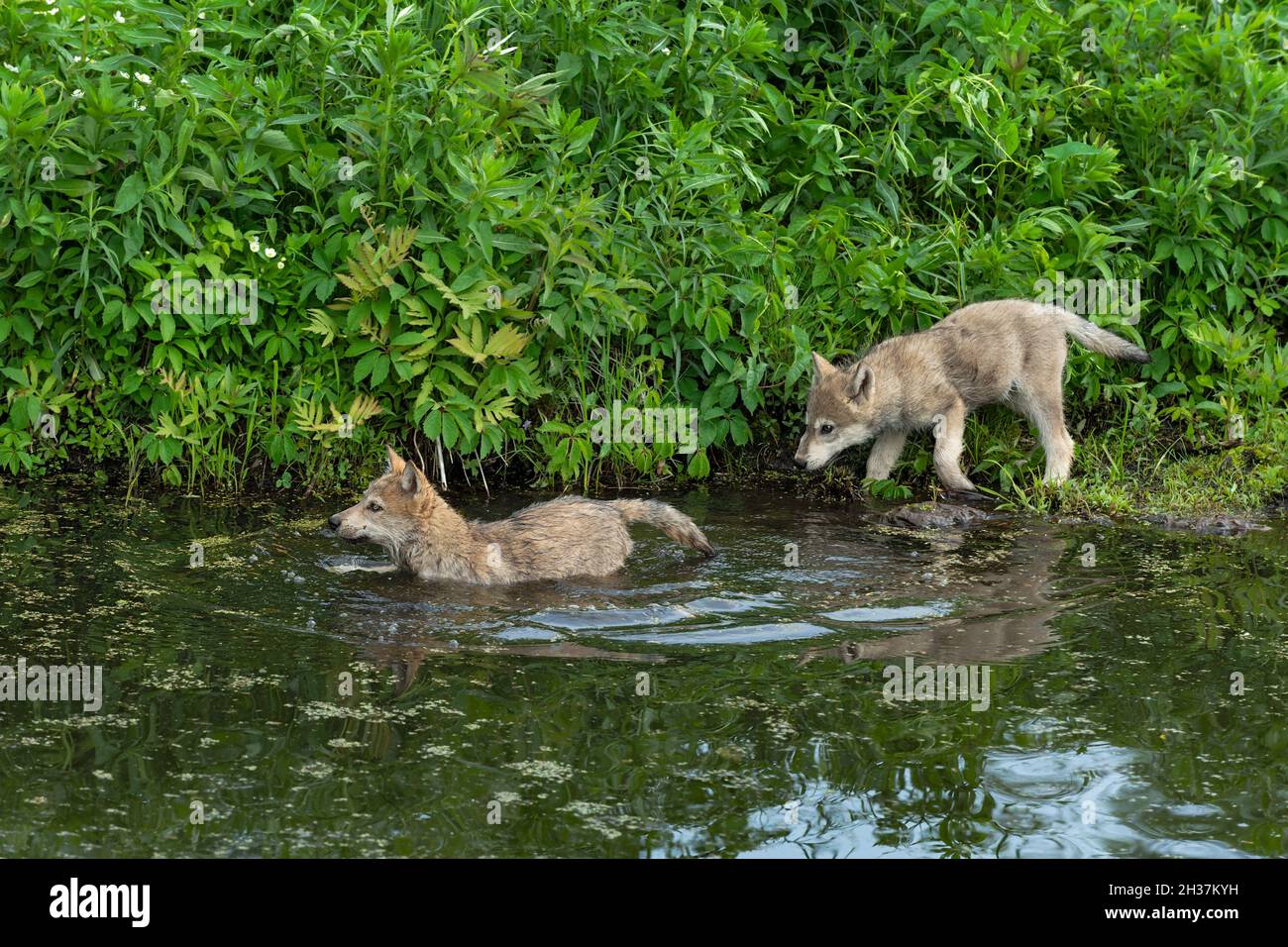 Timberwolf canis lupus paar welpen -Fotos und -Bildmaterial in hoher ...