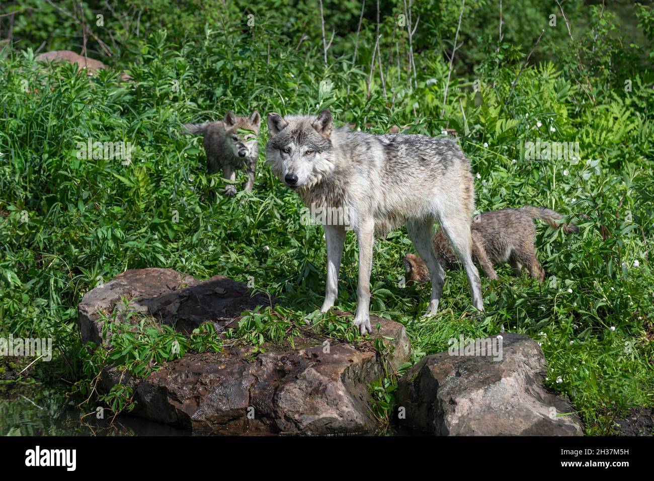 Timberwolf canis lupus paar welpen -Fotos und -Bildmaterial in hoher ...