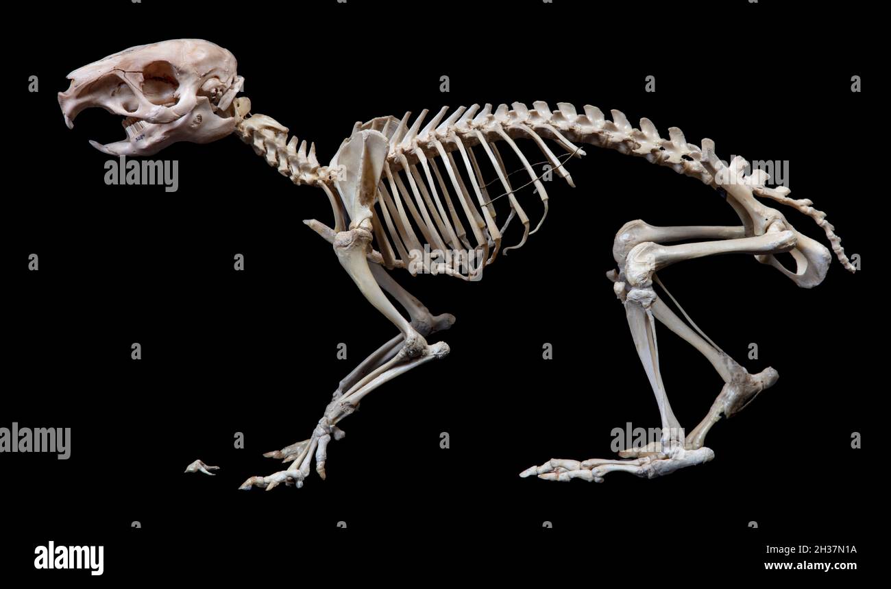 Capybara capybara -Fotos und -Bildmaterial in hoher Auflösung – Alamy