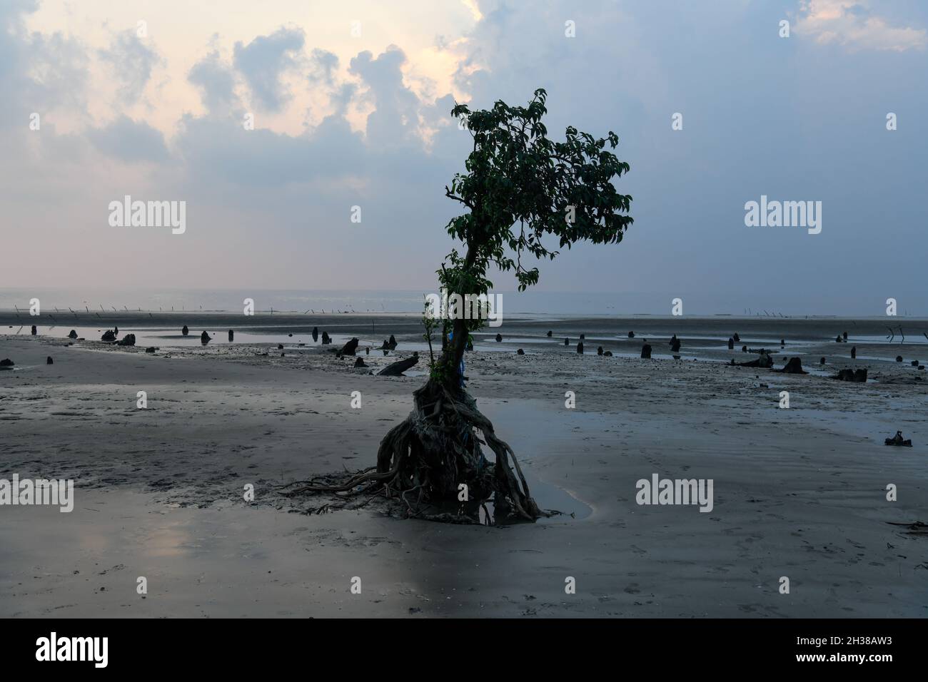 Patuakhali, Bangladesch. Oktober 2021. Ein Mangrovenbaum, der am Strand ...