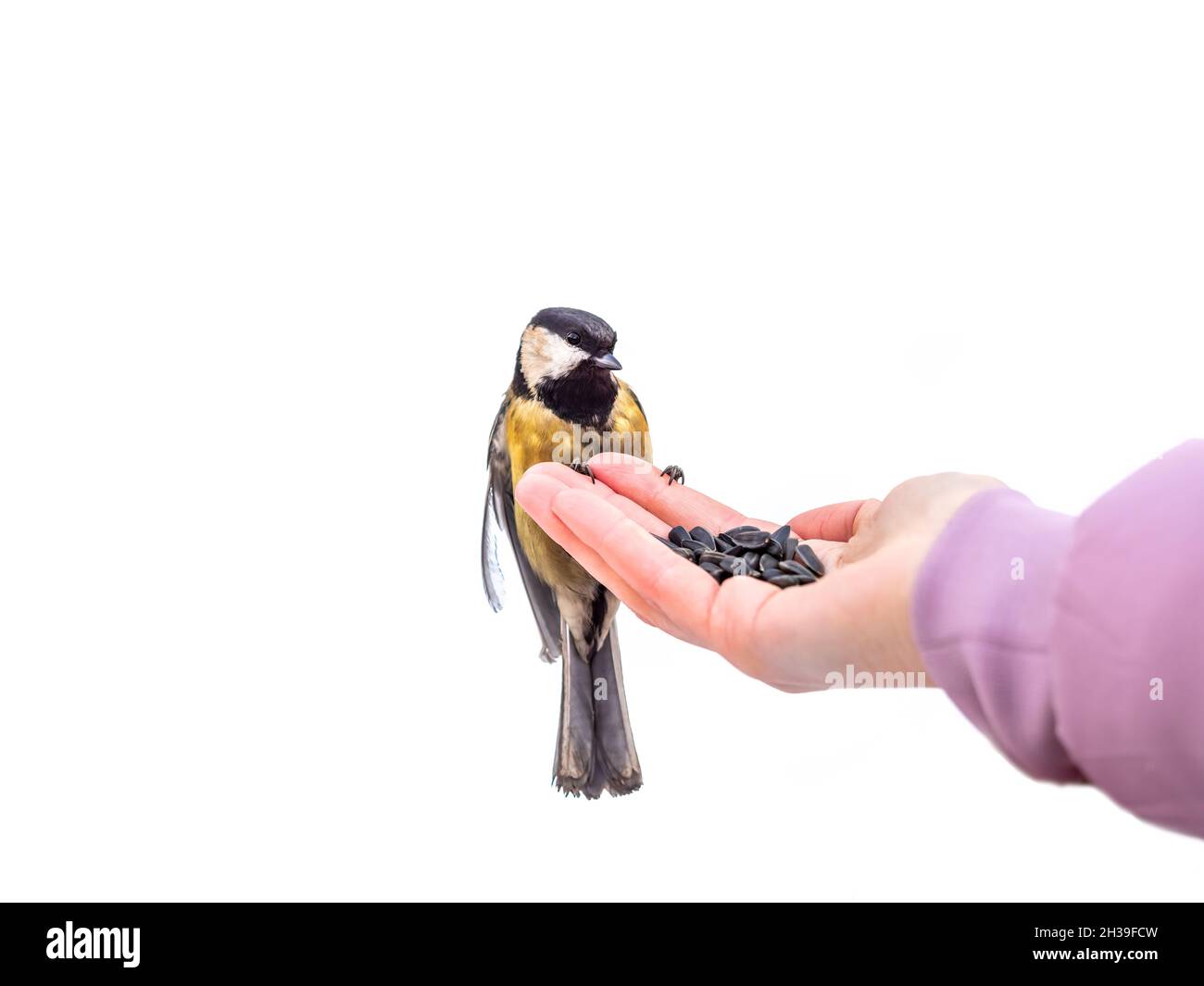 Mädchen füttert eine Meise aus einer Hand, isoliert auf weißem ...