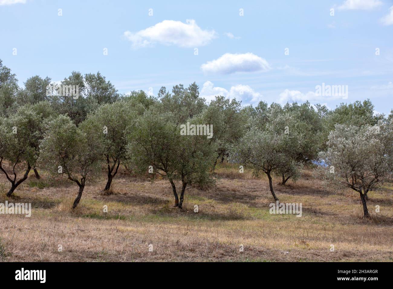 Ein Olivenbaum in einer typischen Landschaft von Crete Senesi, Asciano ...