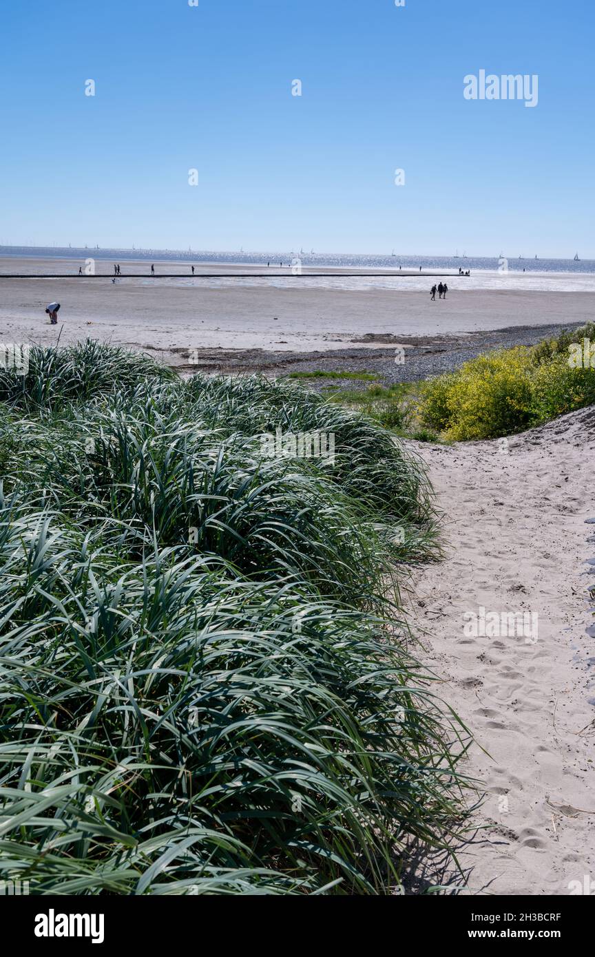 Wandern am Strand von Harlingen Fischerdorf am Wattenmeer, Friesland ...