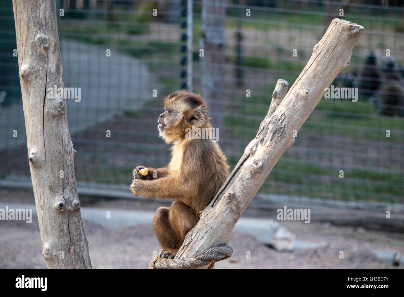 Ein schöner roter Affe sitzt auf einem Ast und isst etwas in einer ...