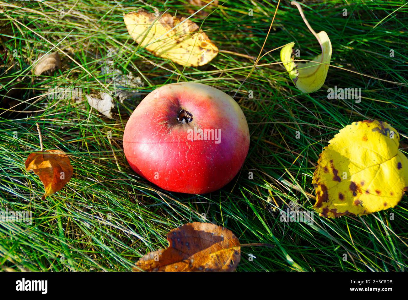 Reifer apfel -Fotos und -Bildmaterial in hoher Auflösung – Alamy