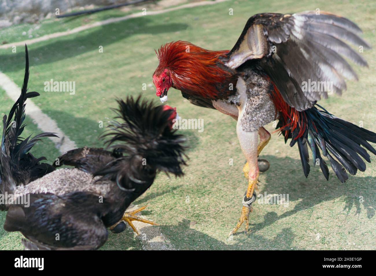 Rooster fight -Fotos und -Bildmaterial in hoher Auflösung – Alamy