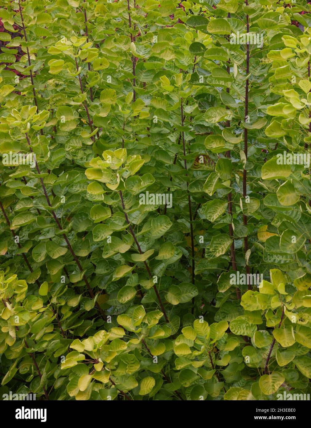 Cotinus coggygria ancot -Fotos und -Bildmaterial in hoher Auflösung – Alamy