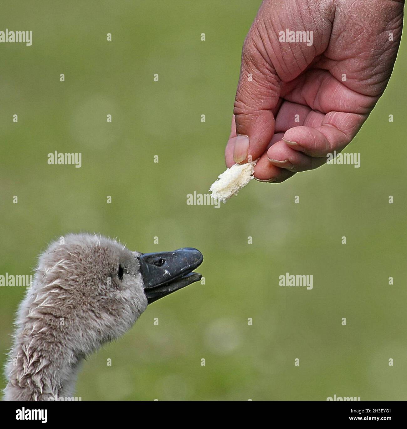 Das tier des menschen -Fotos und -Bildmaterial in hoher Auflösung – Alamy