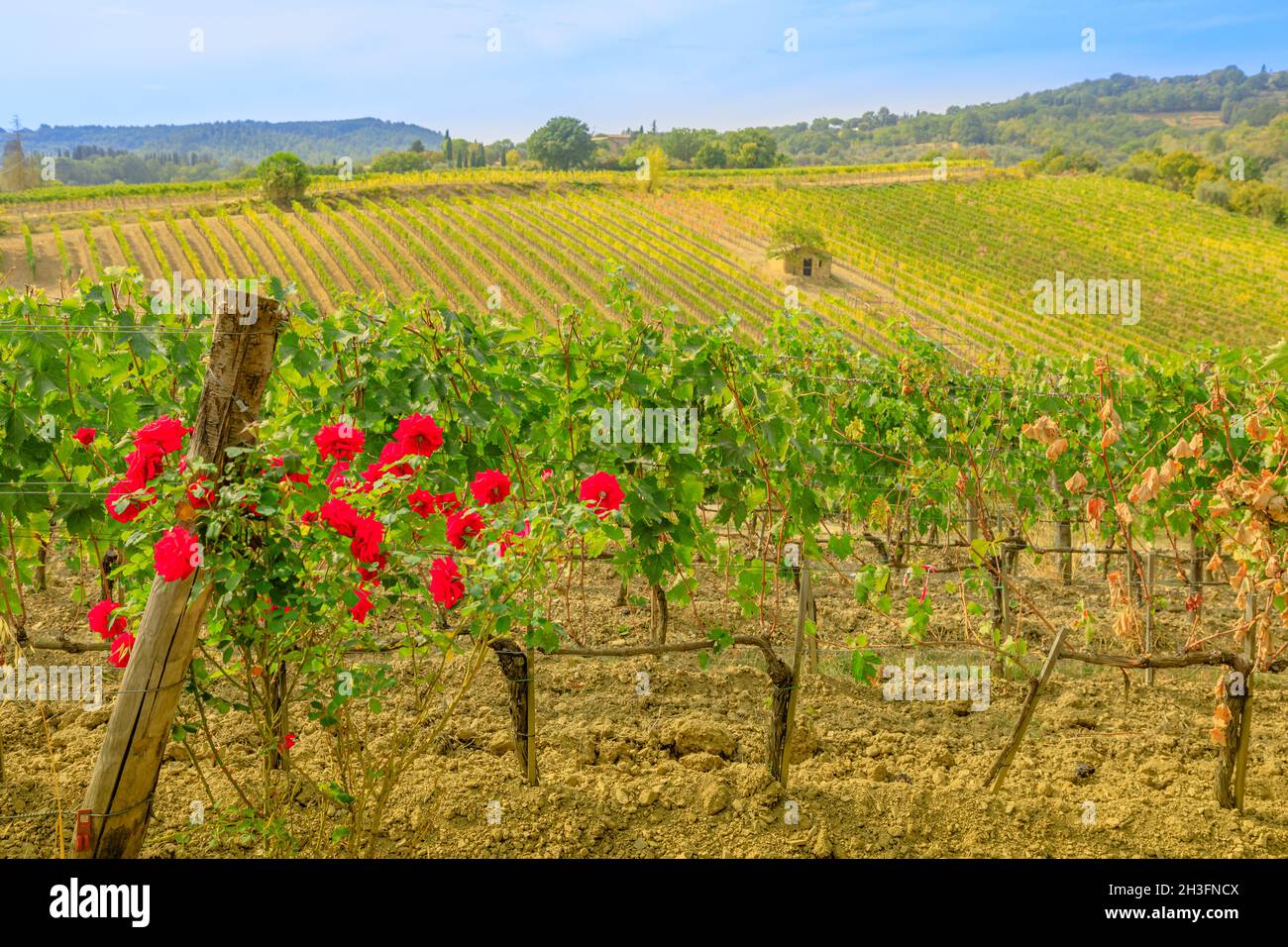 Toskanischer weinberg -Fotos und -Bildmaterial in hoher Auflösung – Alamy