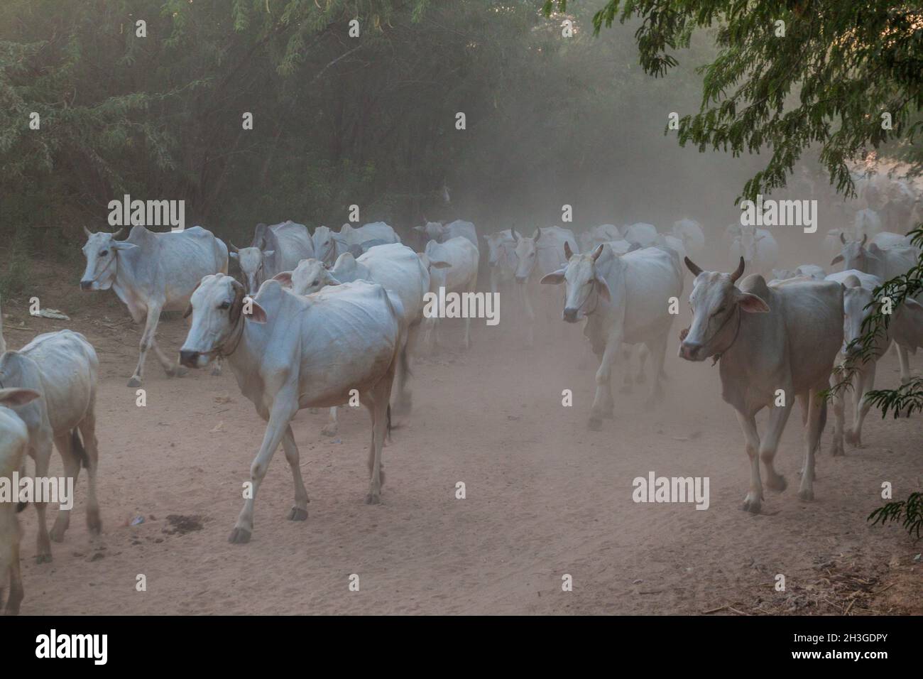 Weiße zebu kühe -Fotos und -Bildmaterial in hoher Auflösung – Alamy