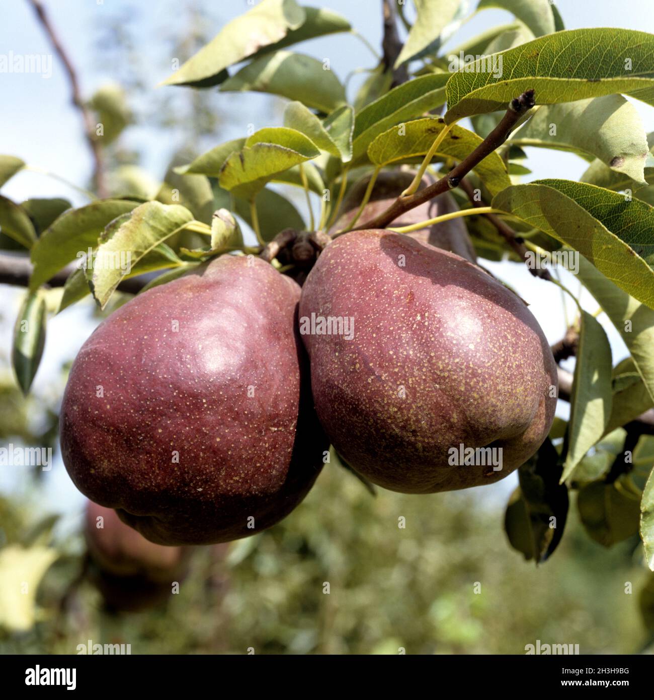 Pyrus communis rote williams christ birne -Fotos und -Bildmaterial in ...