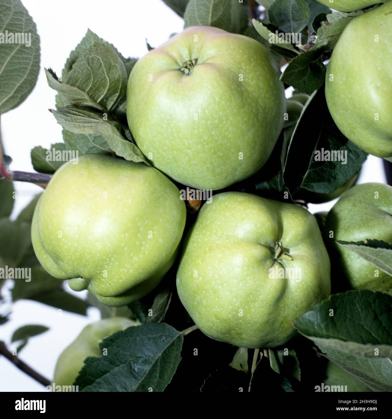 Weisser winter calvill -Fotos und -Bildmaterial in hoher Auflösung – Alamy