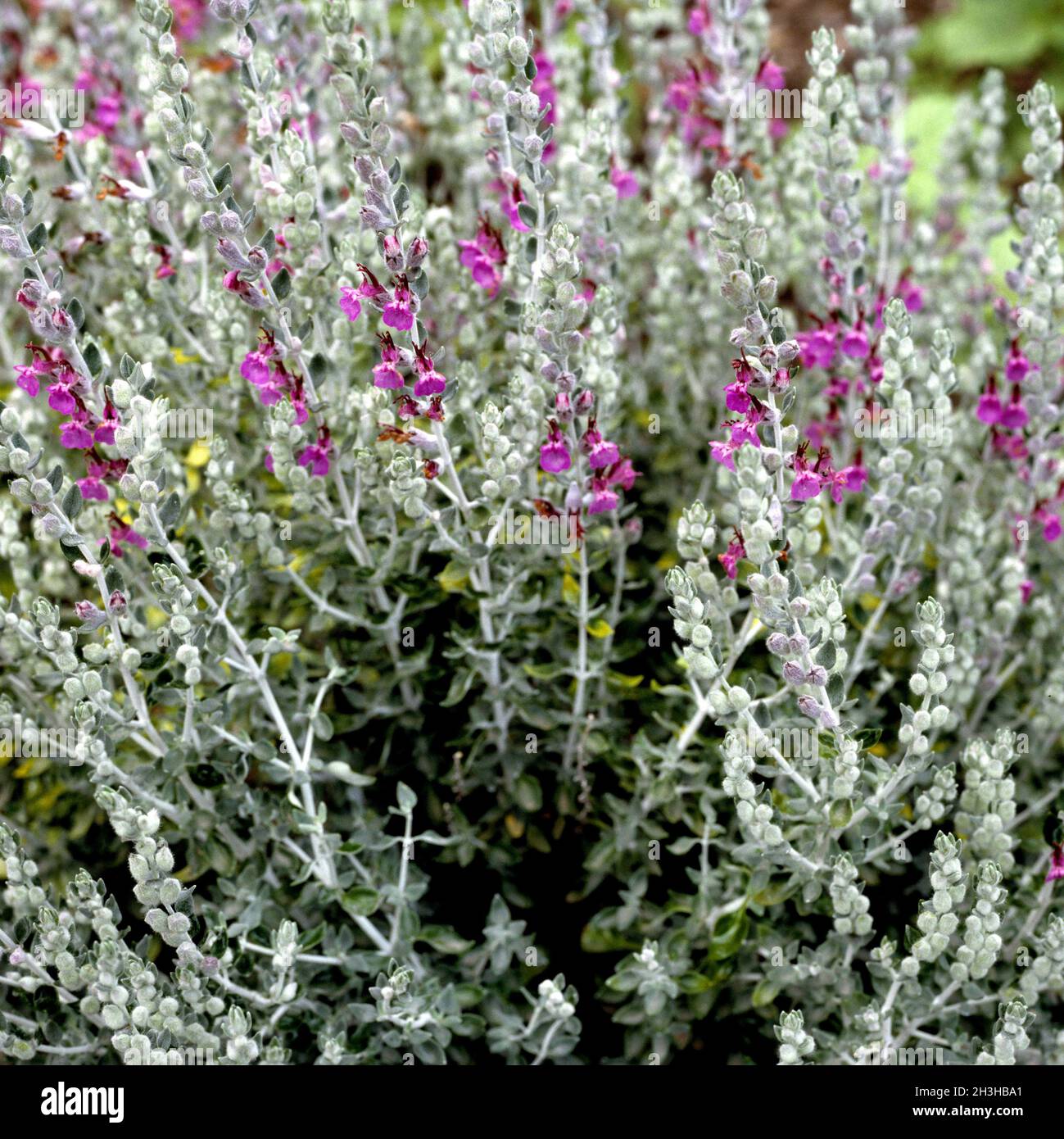 Teucrium marum -Fotos und -Bildmaterial in hoher Auflösung – Alamy
