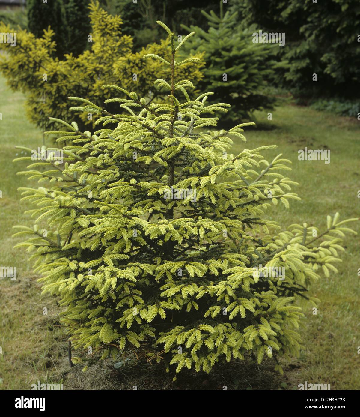 Picea abies garden -Fotos und -Bildmaterial in hoher Auflösung – Alamy