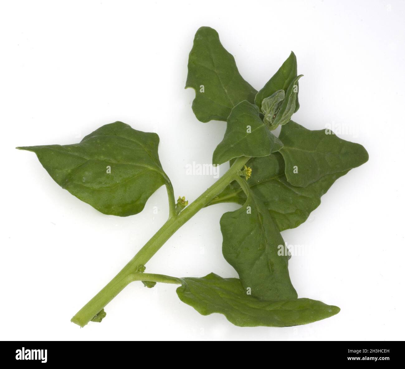Neuseelaender spinat -Fotos und -Bildmaterial in hoher Auflösung – Alamy