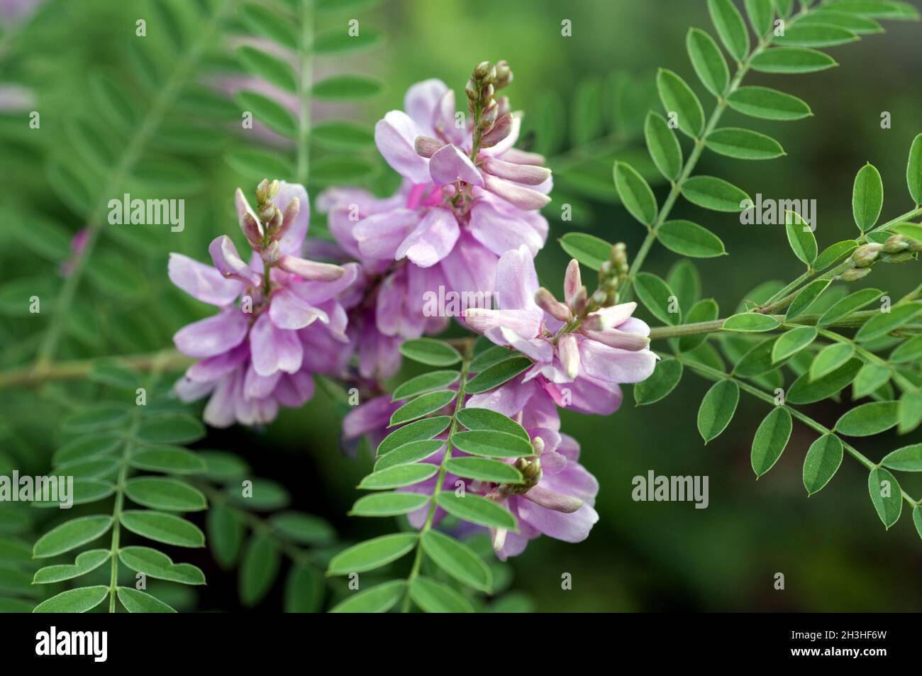 Indigo buschblatt -Fotos und -Bildmaterial in hoher Auflösung – Alamy
