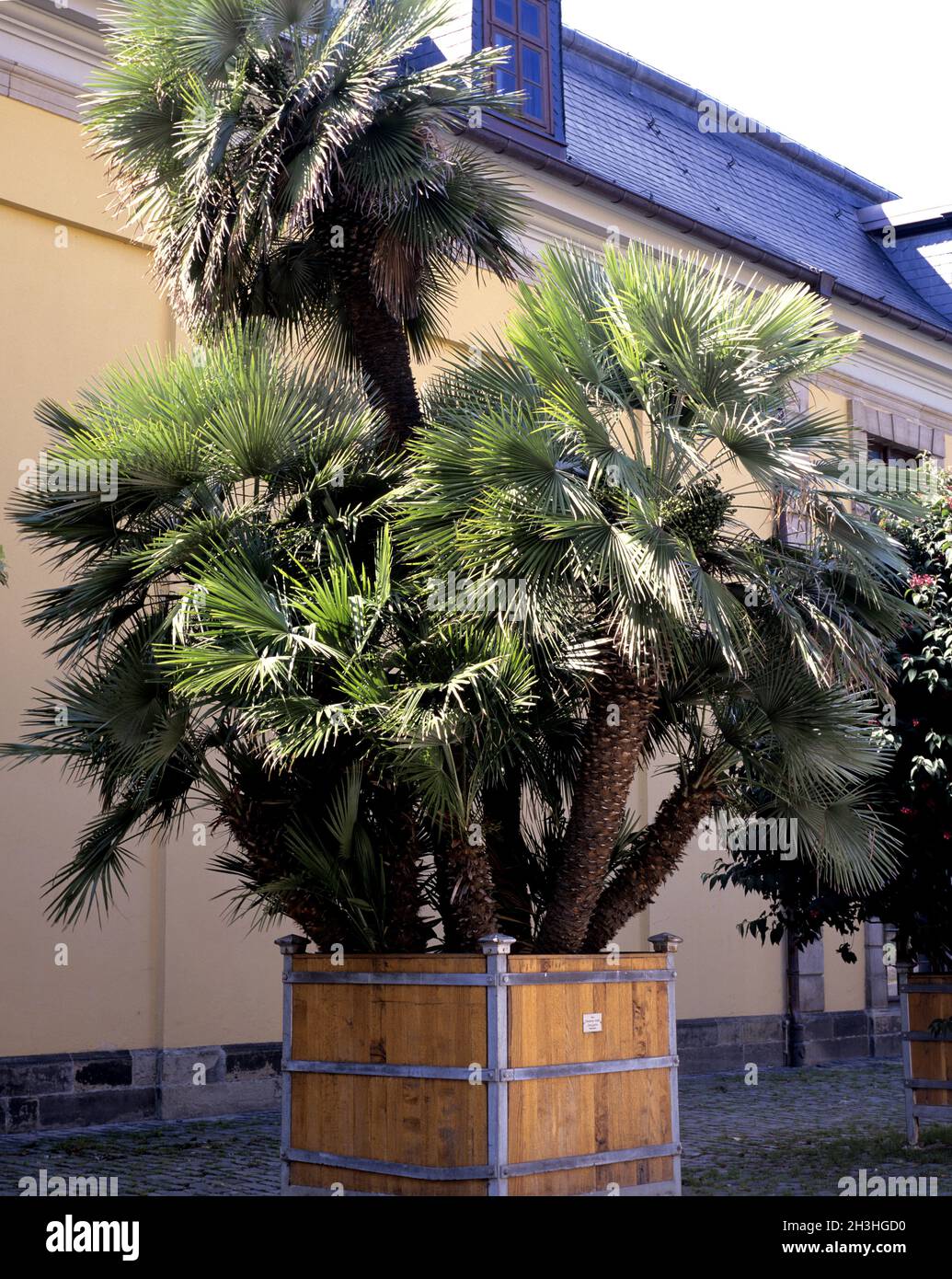 Dwarf palm chamaerops humilis -Fotos und -Bildmaterial in hoher Auflösung – Alamy