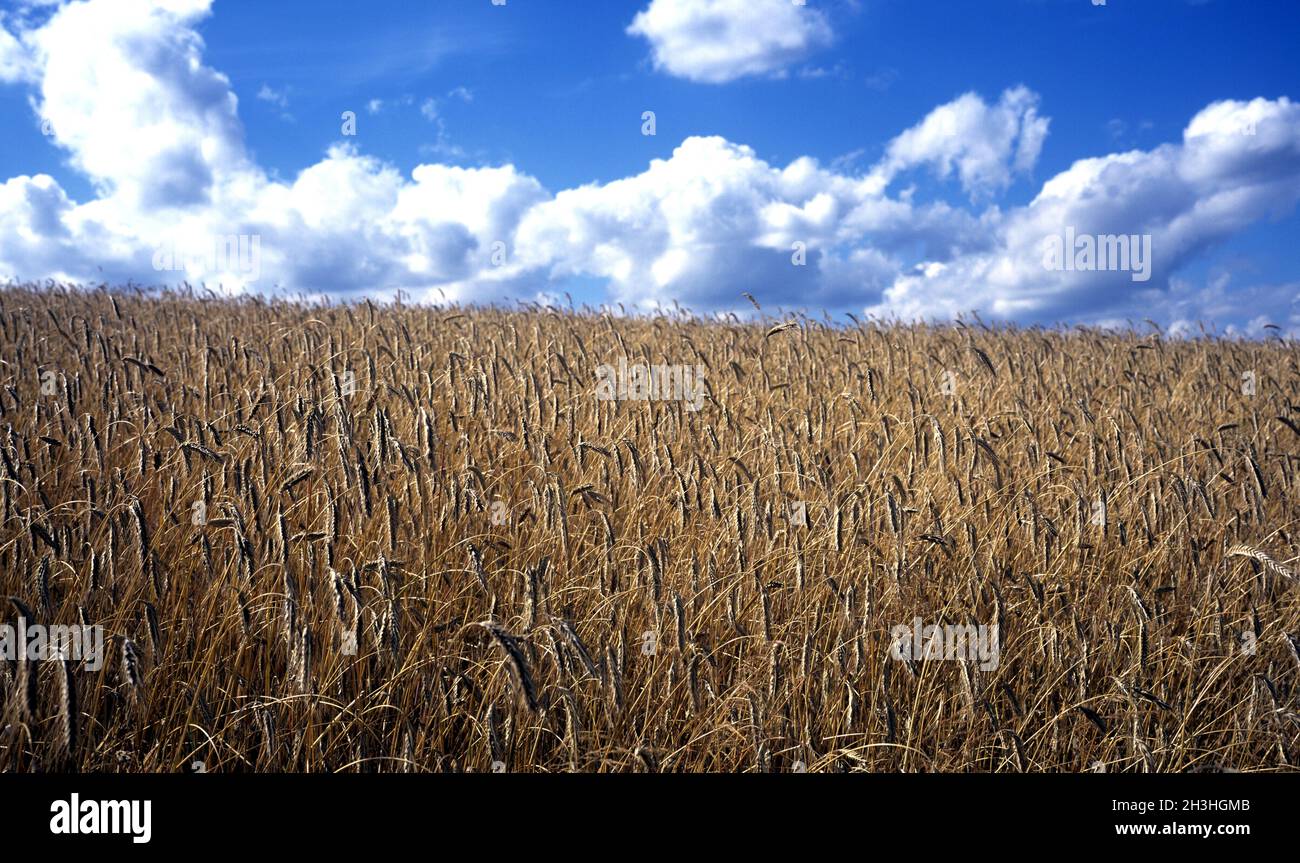 Bluehende roggenaehren -Fotos und -Bildmaterial in hoher Auflösung – Alamy