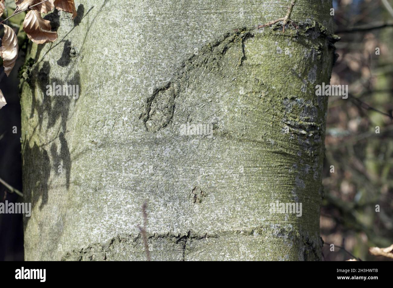 Buche rinde -Fotos und -Bildmaterial in hoher Auflösung - Seite 2 - Alamy