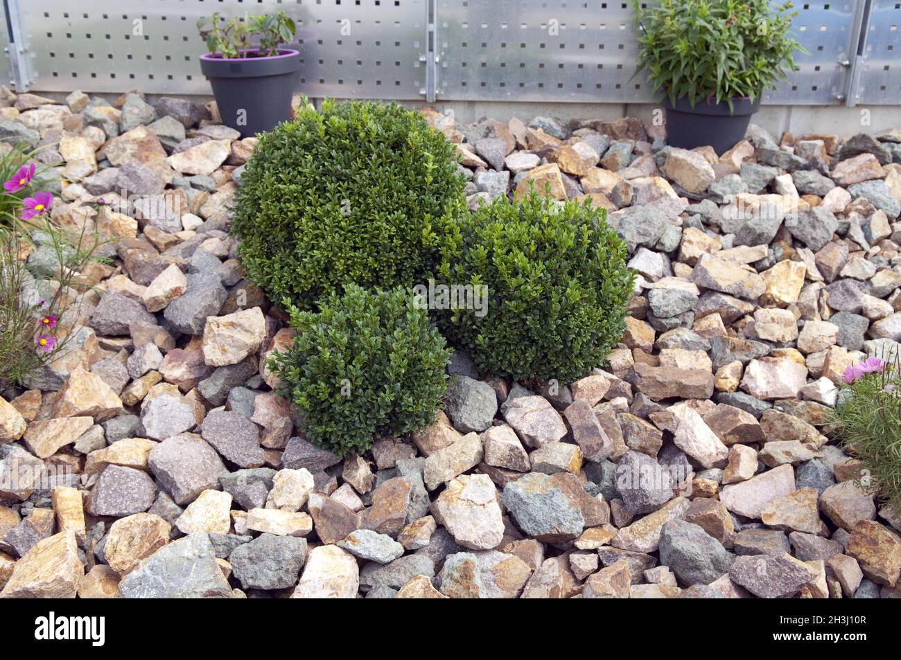 Steingarten stauden -Fotos und -Bildmaterial in hoher Auflösung – Alamy