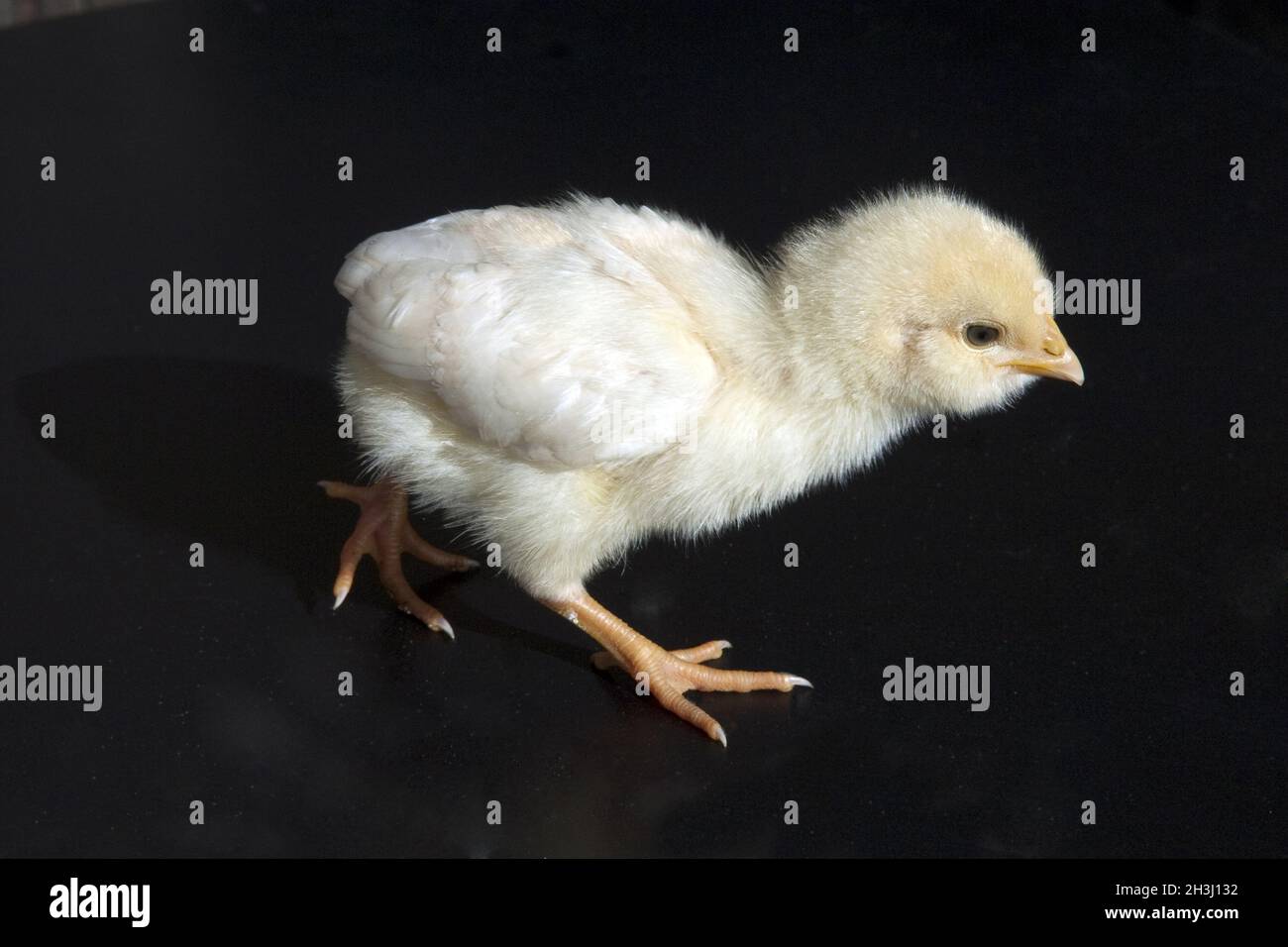 8 junghuhn -Fotos und -Bildmaterial in hoher Auflösung – Alamy