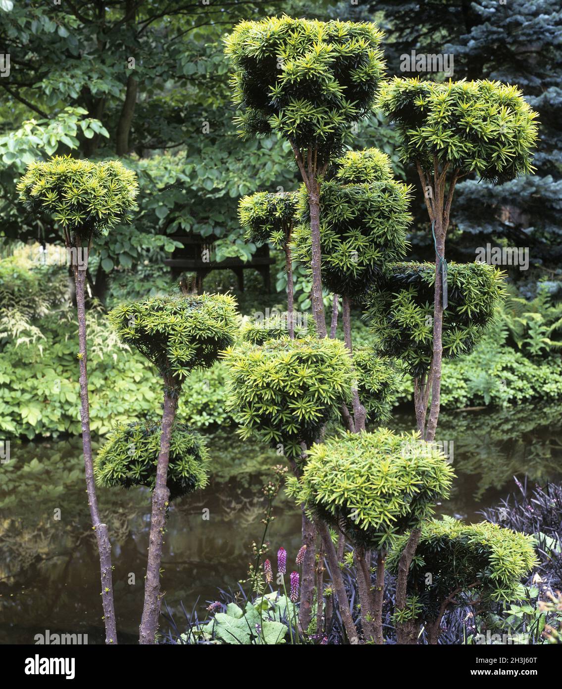 Taxus Baccata Fastigiata Eibe Nadelbaum Stockfotos und -bilder Kaufen ...