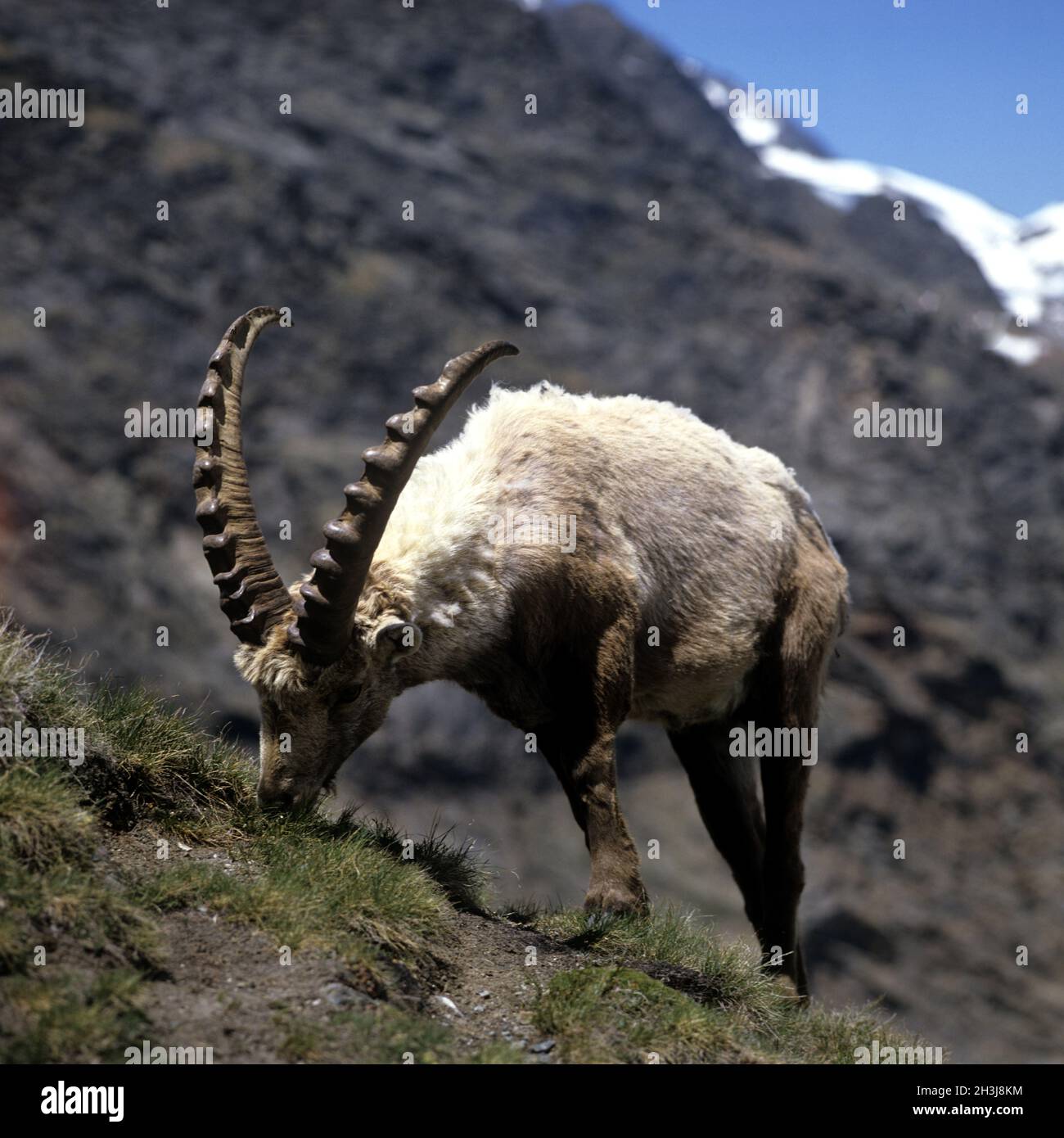 Steinbock region -Fotos und -Bildmaterial in hoher Auflösung – Alamy