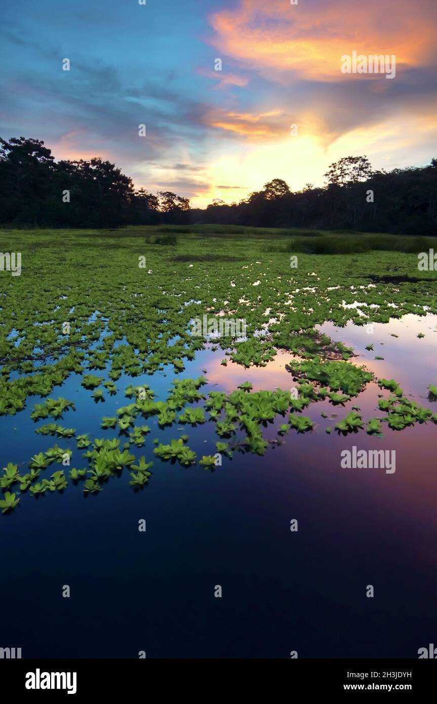 Peru amazonas regenwald -Fotos und -Bildmaterial in hoher Auflösung – Alamy