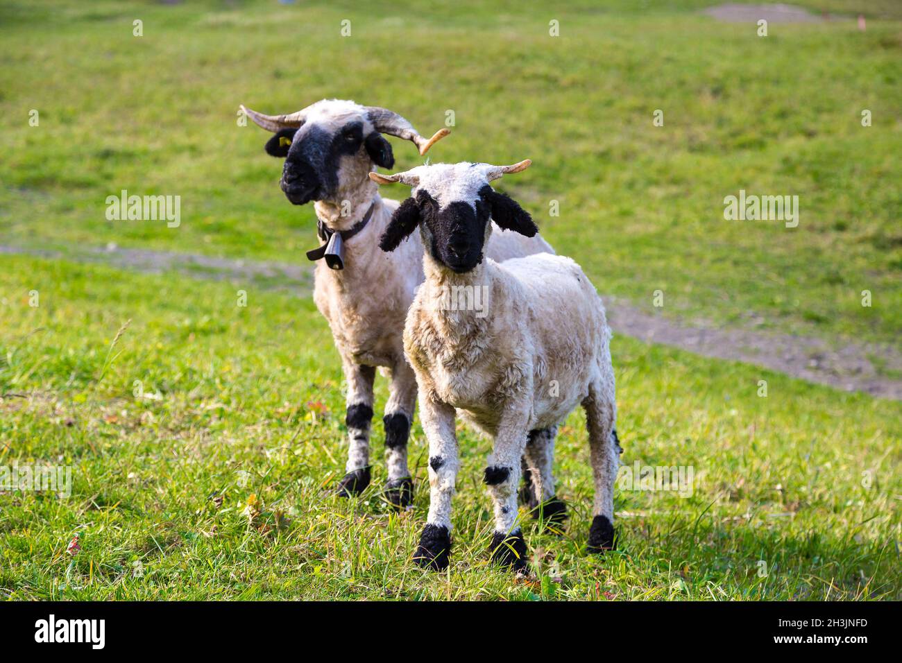 Walliser schwarznasenschaf -Fotos und -Bildmaterial in hoher Auflösung ...