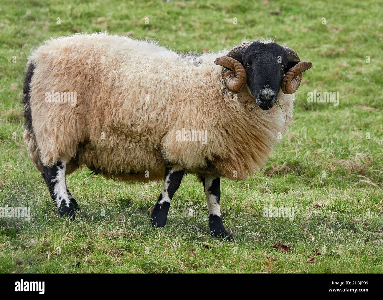 Scottish blackface ram -Fotos und -Bildmaterial in hoher Auflösung – Alamy