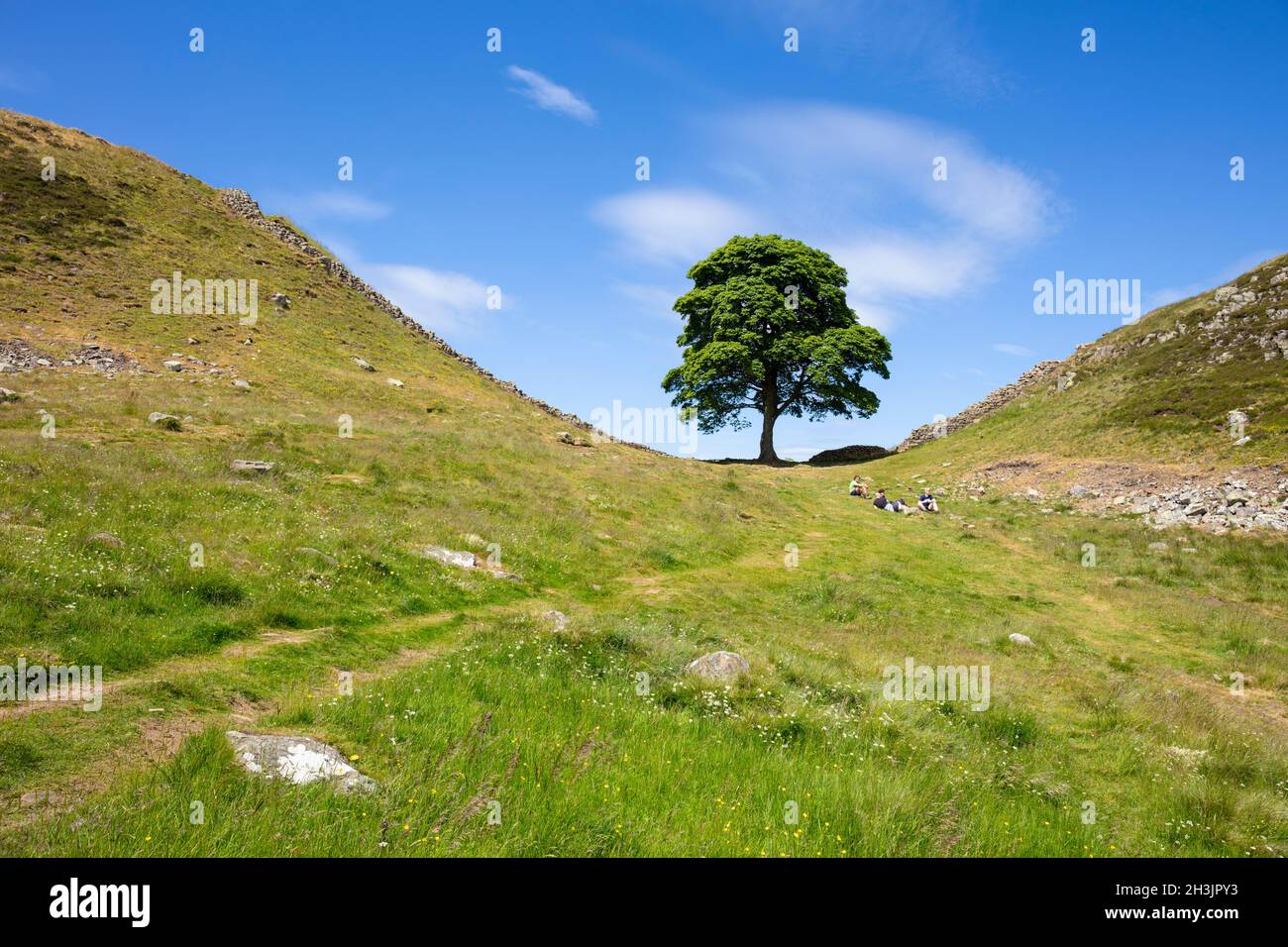 Der robin hood baum -Fotos und -Bildmaterial in hoher Auflösung – Alamy