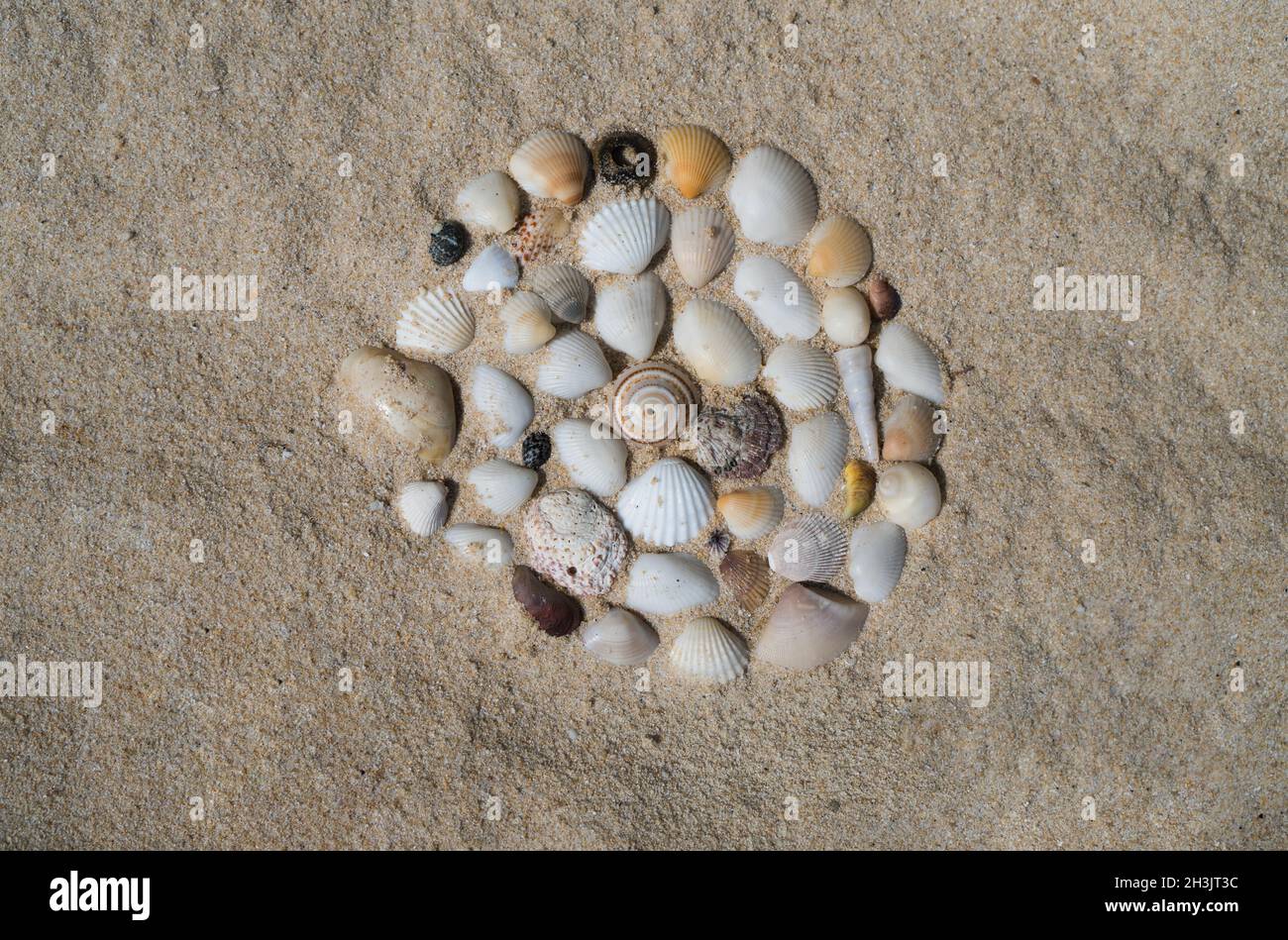 Muscheln und seesterne am strand -Fotos und -Bildmaterial in hoher ...