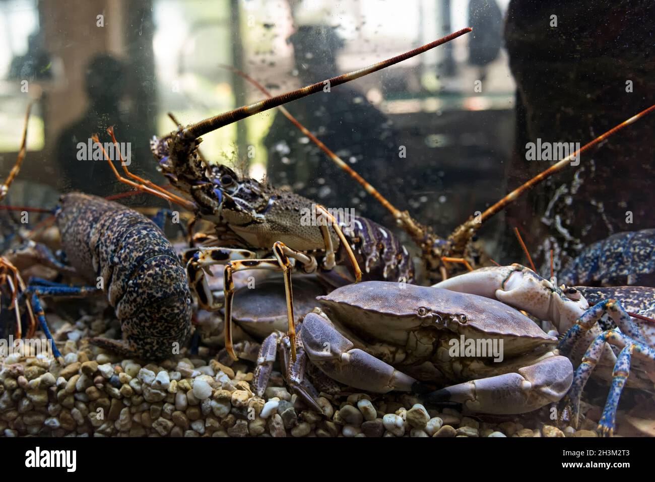 Lobsters In Tank Stockfotos und -bilder Kaufen - Alamy