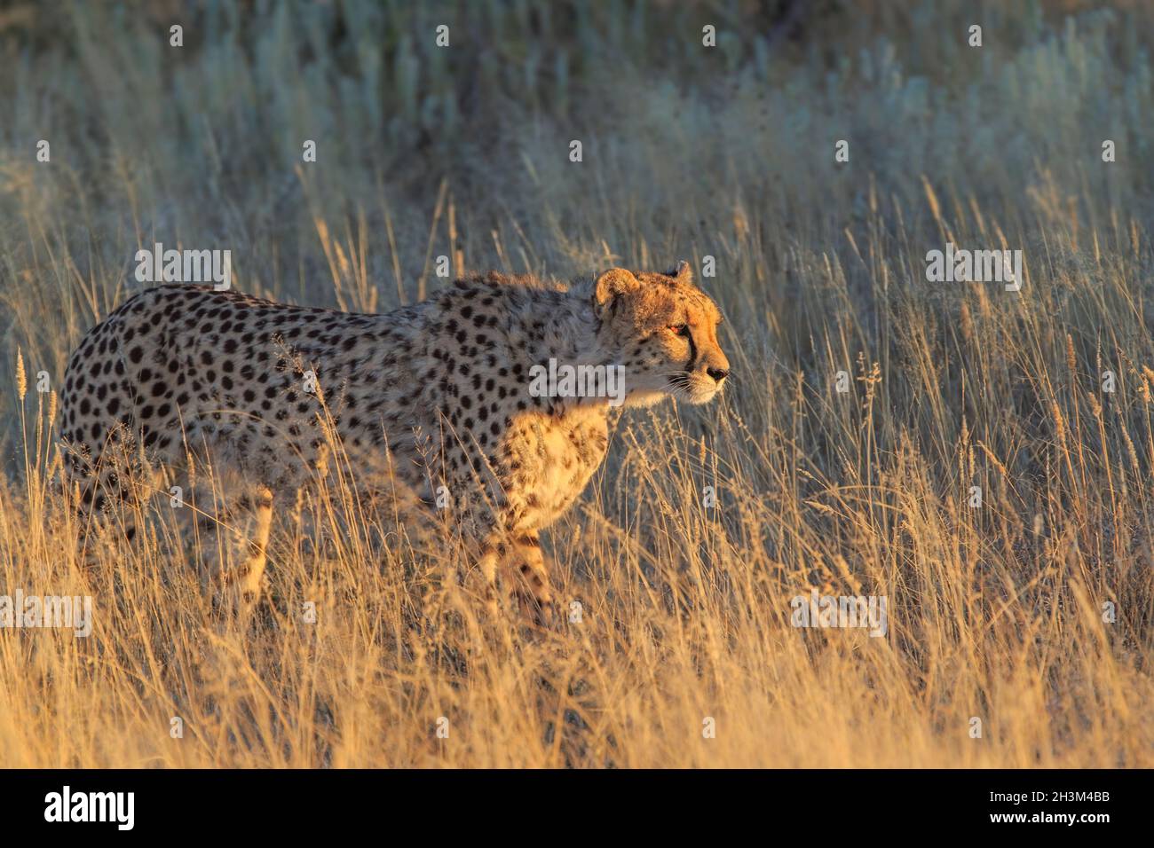 Gepard in freier wildbahn -Fotos und -Bildmaterial in hoher Auflösung ...