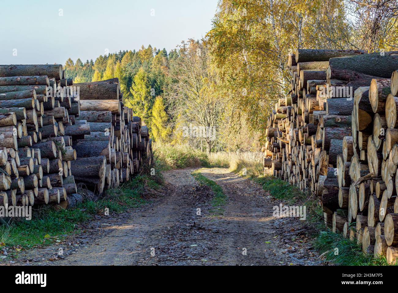 Fichte brennholz -Fotos und -Bildmaterial in hoher Auflösung – Alamy