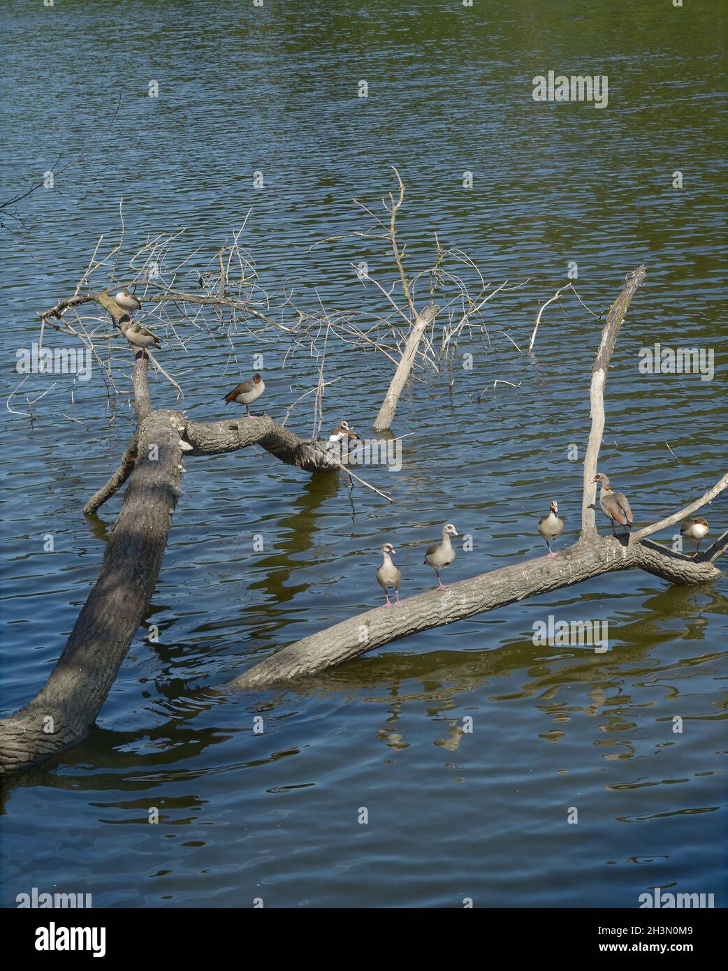 Die nilgans -Fotos und -Bildmaterial in hoher Auflösung – Alamy