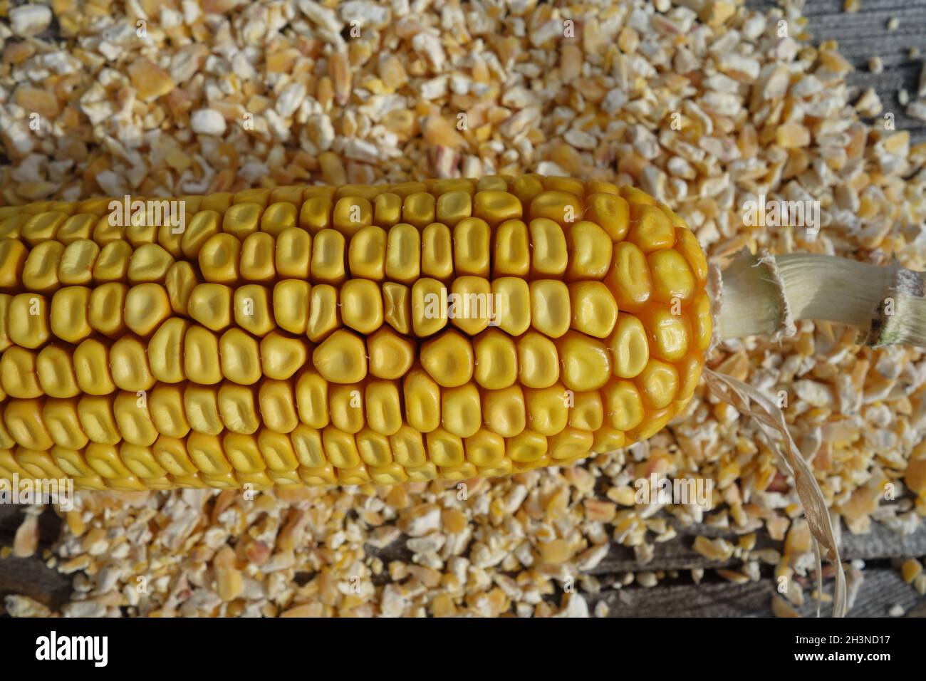 Zea mays leaf -Fotos und -Bildmaterial in hoher Auflösung – Alamy