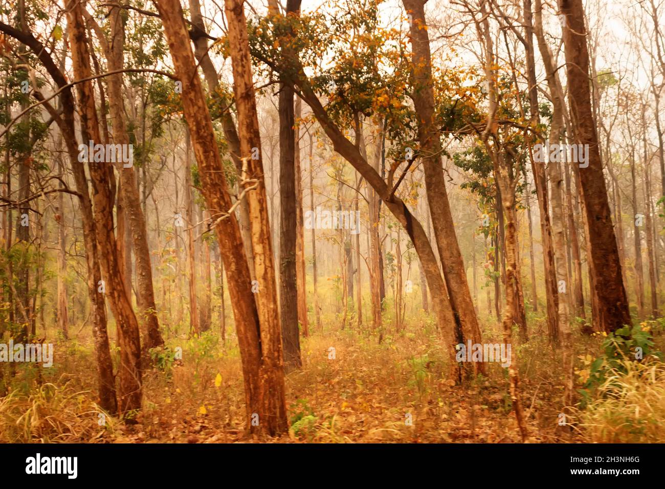 Halb laubwechselnder tropischer regenwald -Fotos und -Bildmaterial in ...