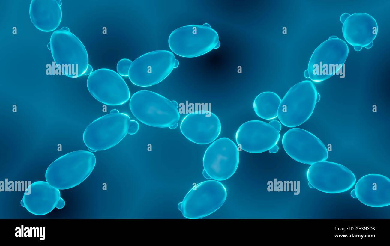 Hefe knospung -Fotos und -Bildmaterial in hoher Auflösung – Alamy