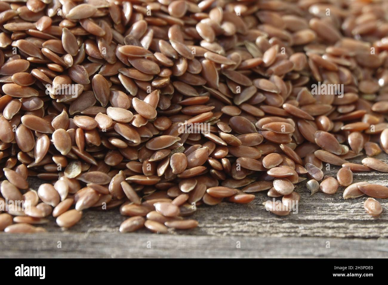 Linum austriacum -Fotos und -Bildmaterial in hoher Auflösung – Alamy