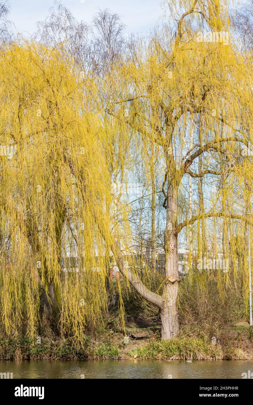 Trauerweide zweige -Fotos und -Bildmaterial in hoher Auflösung – Alamy