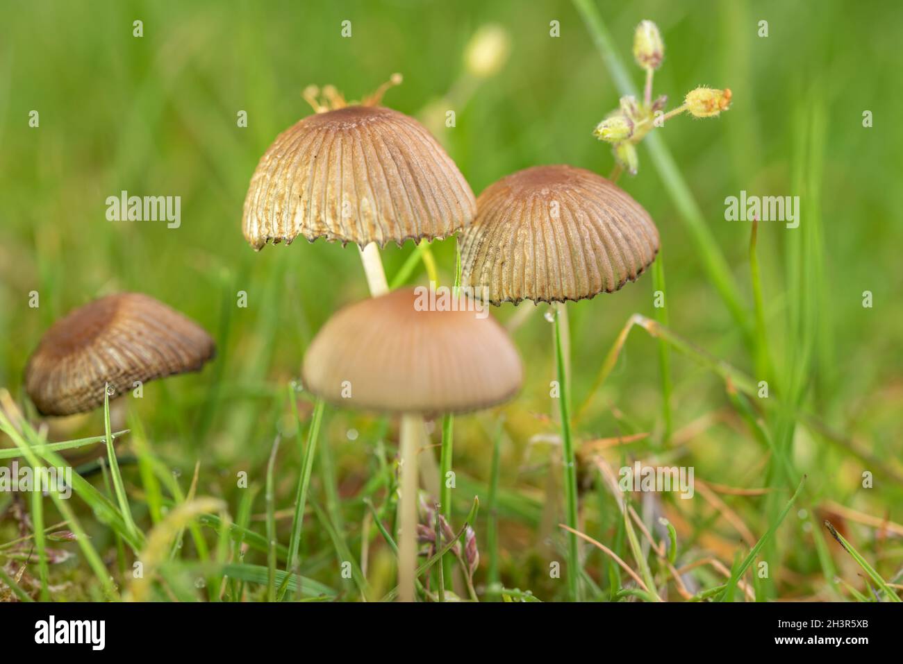 Ungenieaybare pilzarten -Fotos und -Bildmaterial in hoher Auflösung – Alamy