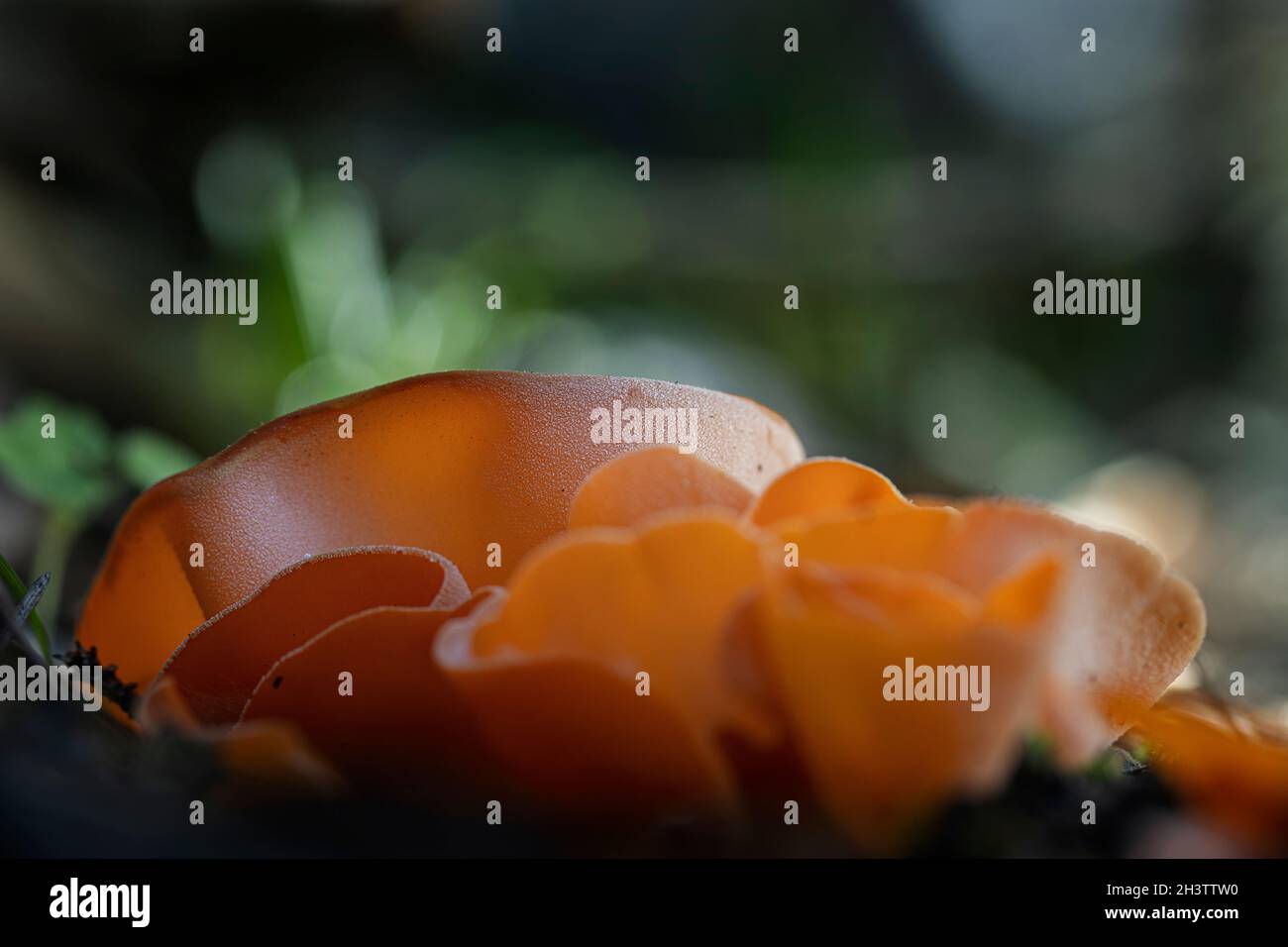Orangenschalenpilz aleuria aurantia -Fotos und -Bildmaterial in hoher ...